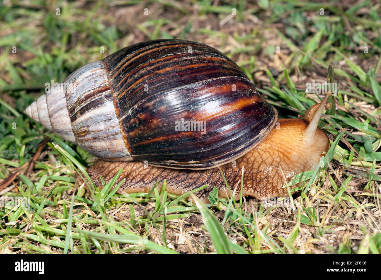 Escargot géant africain Banque de photographies et d’images à haute ...
