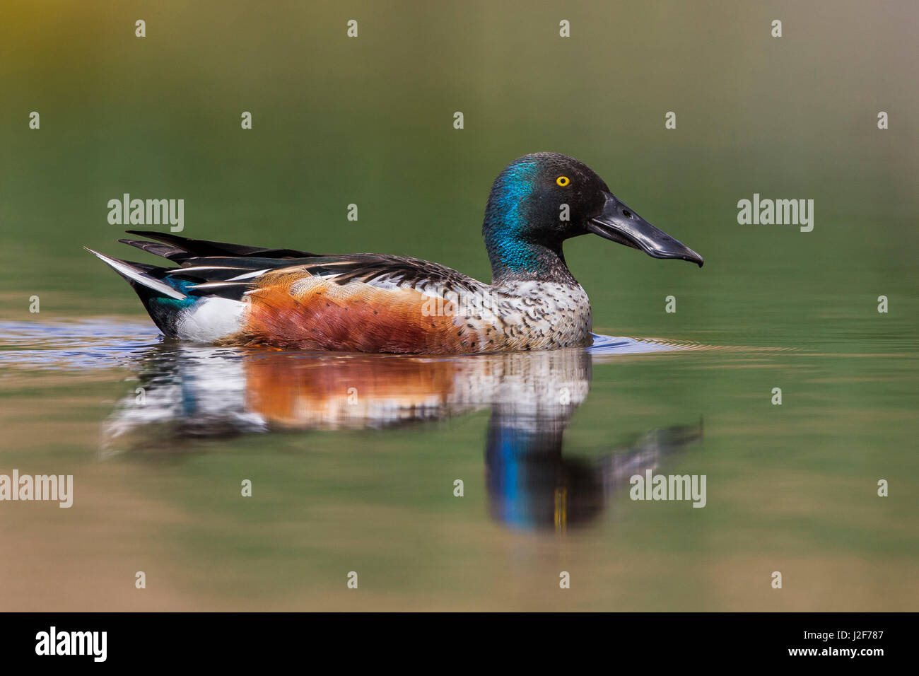 Northern shoveler Banque de photographies et d’images à haute ...