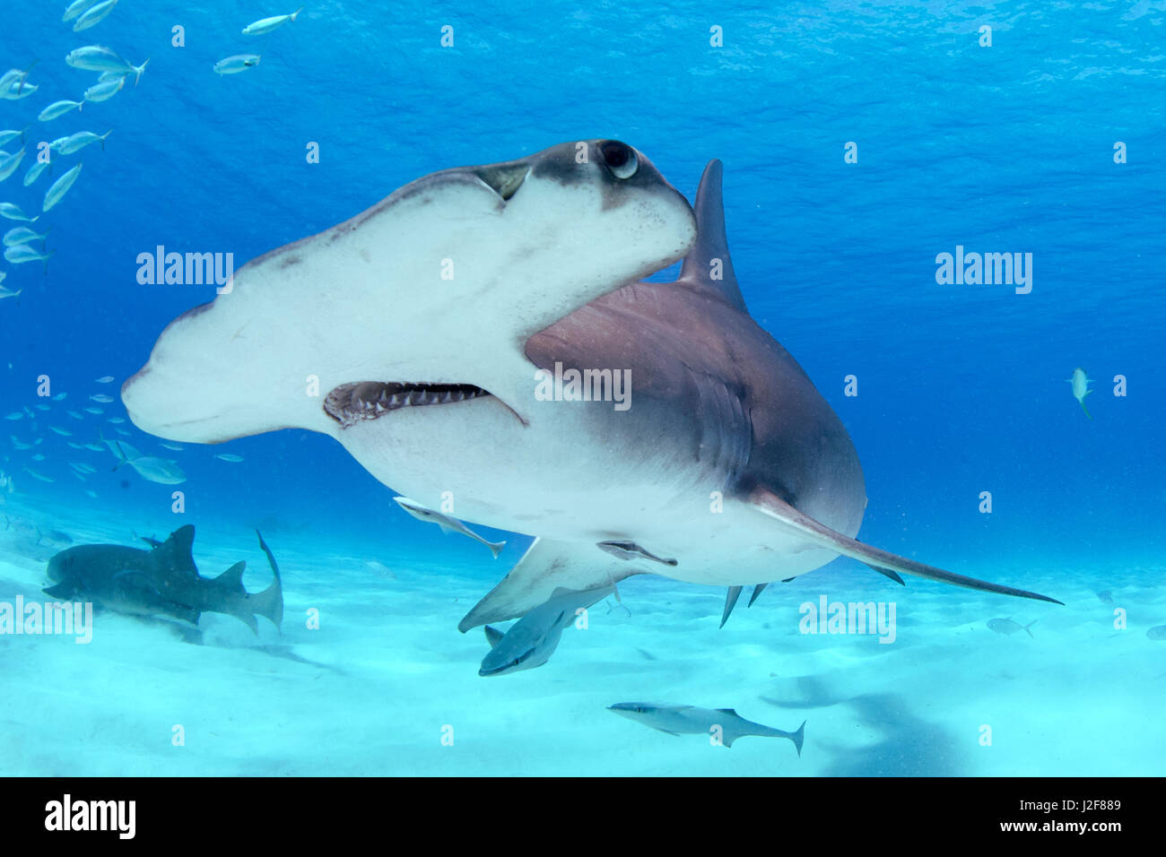 Espèces de requins Banque de photographies et d’images à haute ...