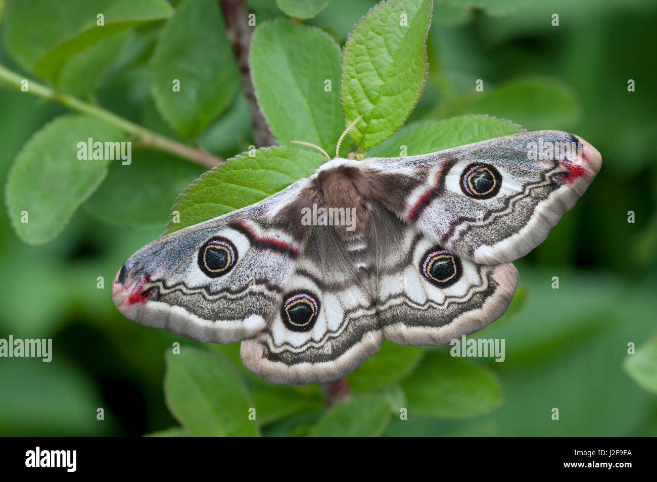 Emperor moth Banque de photographies et d’images à haute résolution - Alamy