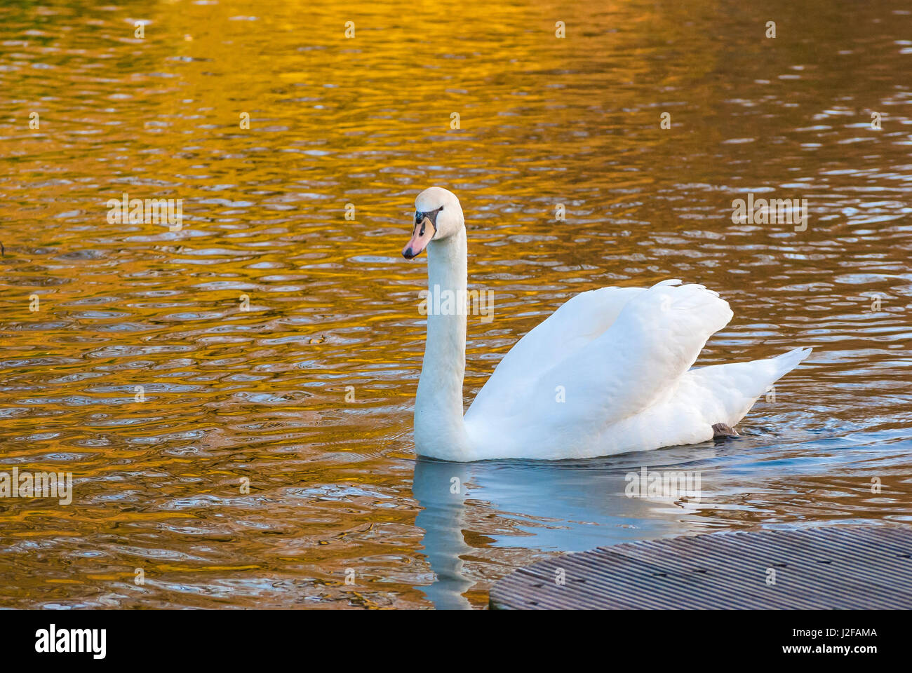 Jardins de cygnes Banque de photographies et d’images à haute résolution - Alamy