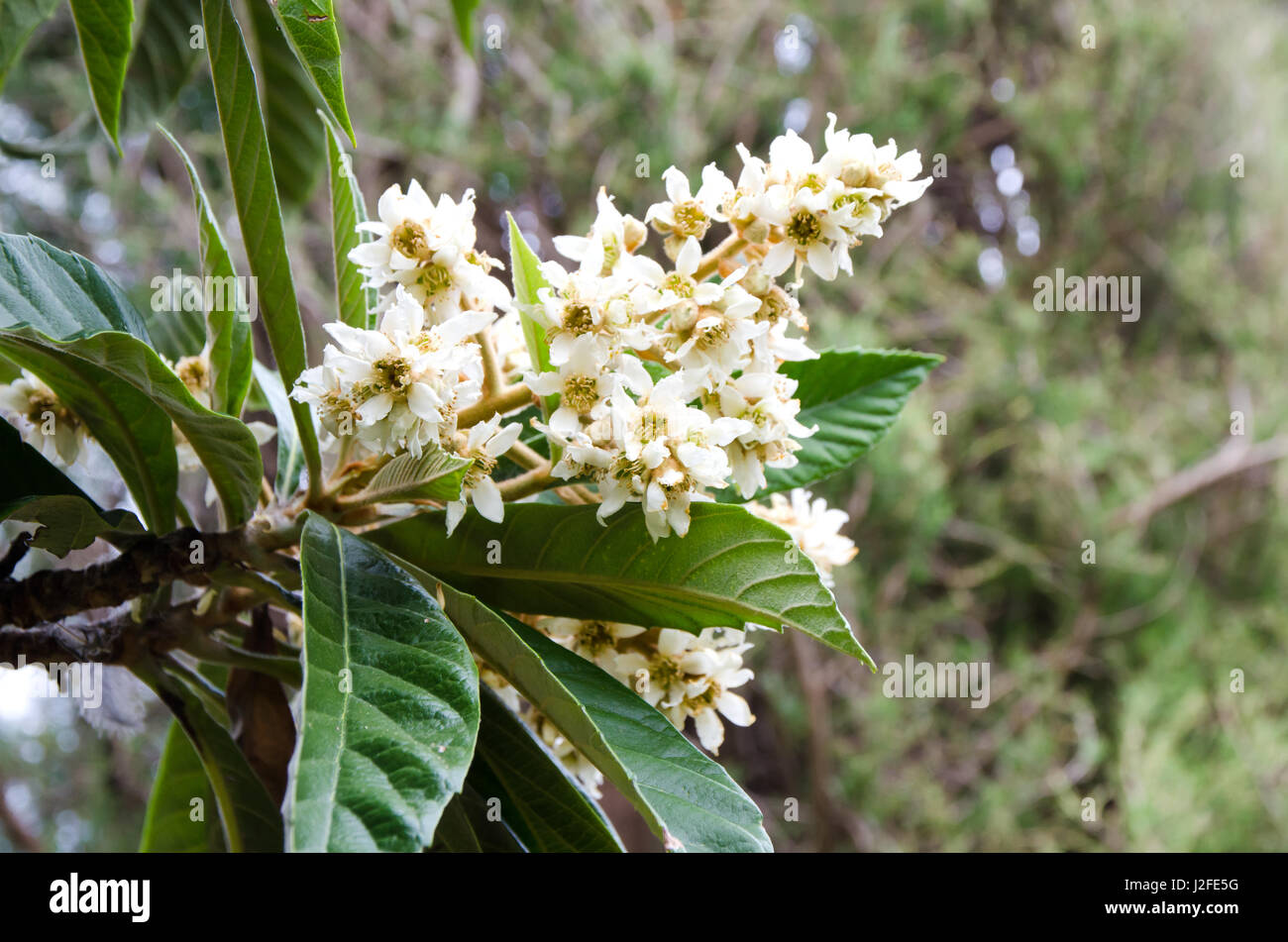 Fleurs de la nèfle arbre. Eriobotrya japonica Photo Stock - Alamy