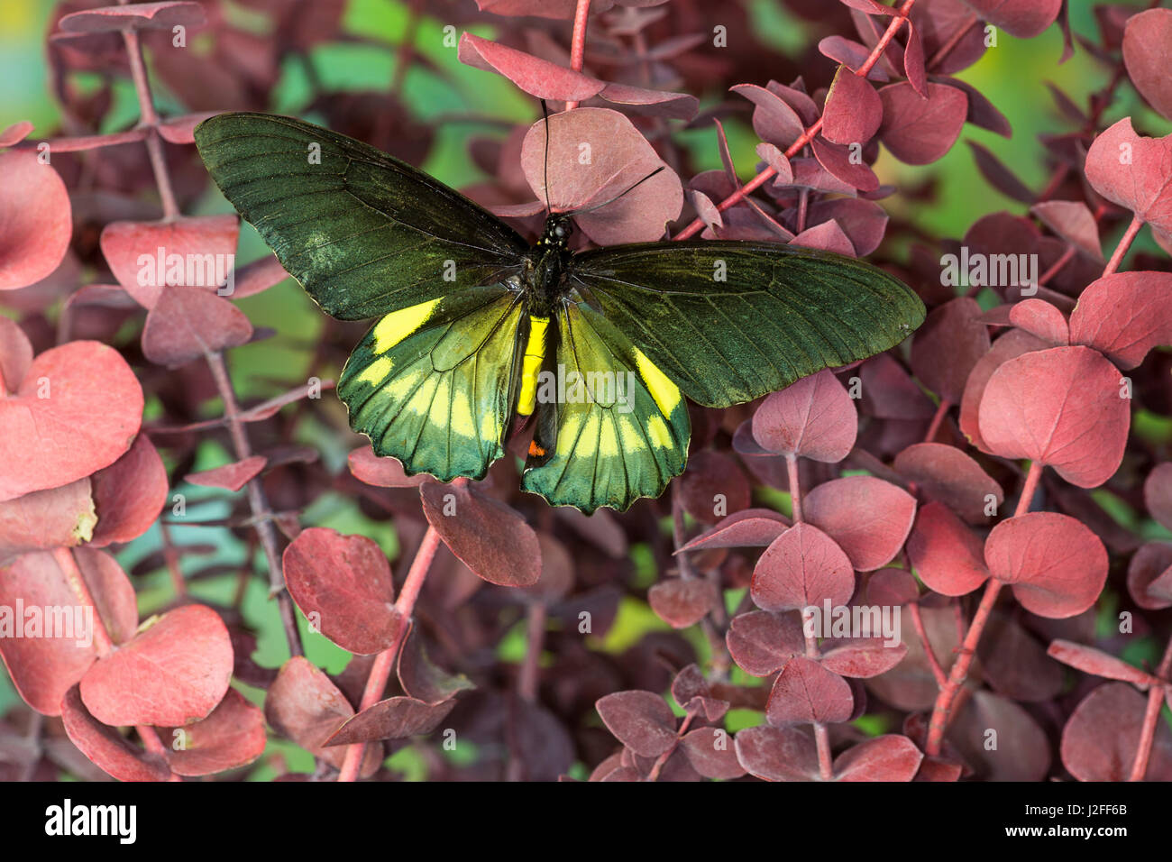 Battus belus Banque de photographies et d’images à haute résolution - Alamy