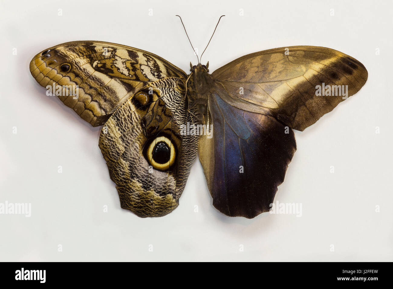 Hibou géant, Papillon Caligo Memnon comparant les ailes supérieures et ...