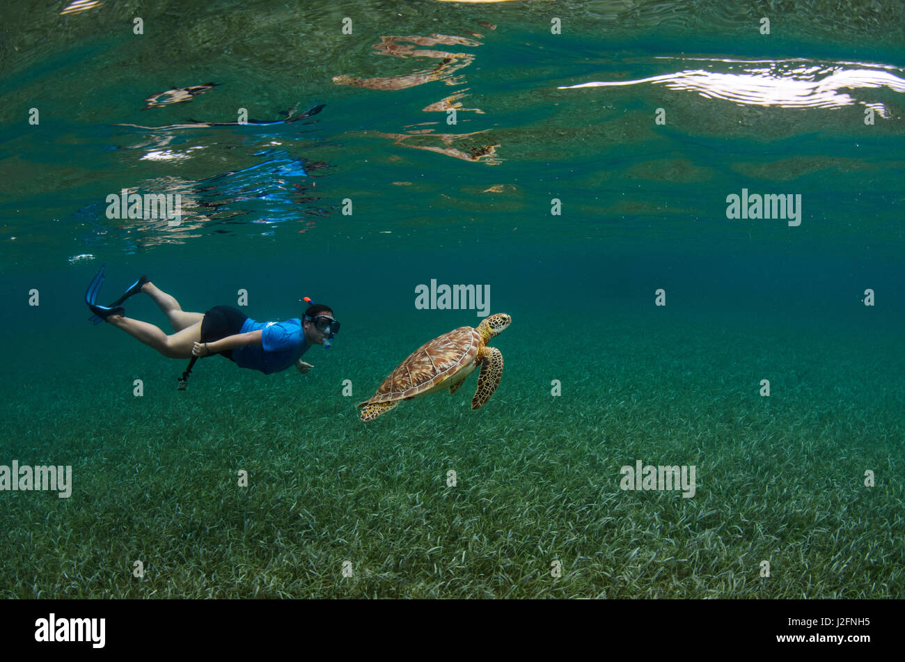 Tortue verte (Chelonia mydas) suivi, Shark Ray Alley, Hol Chan Marine ...