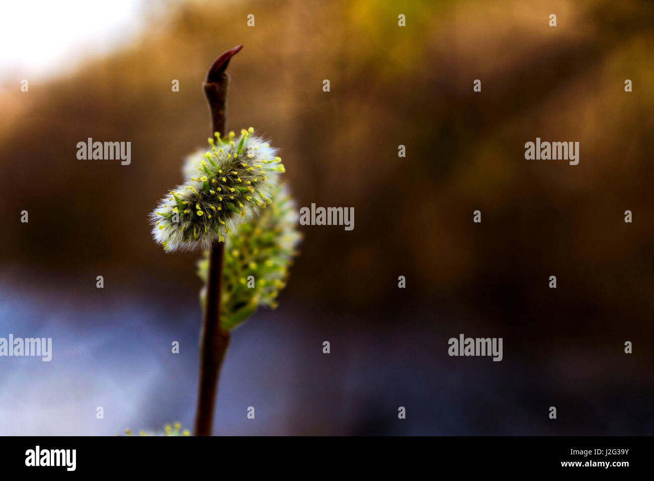 Au printemps, les fleurs ou les chatons de saule poussent souvent les feuilles avant de le faire ...