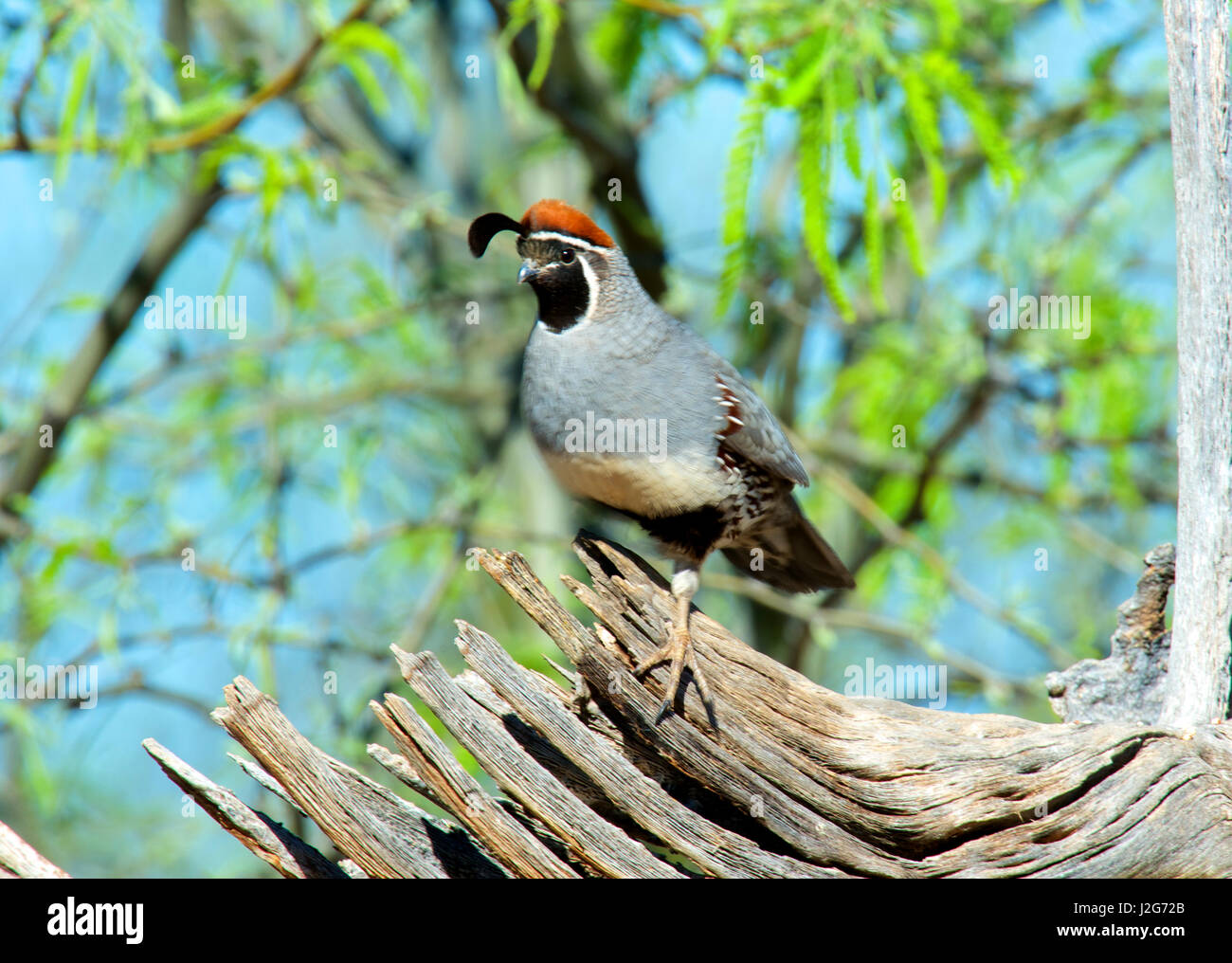 Un mâle caille de Gambel Callipepla gambelii) montres (à partir d'un ...