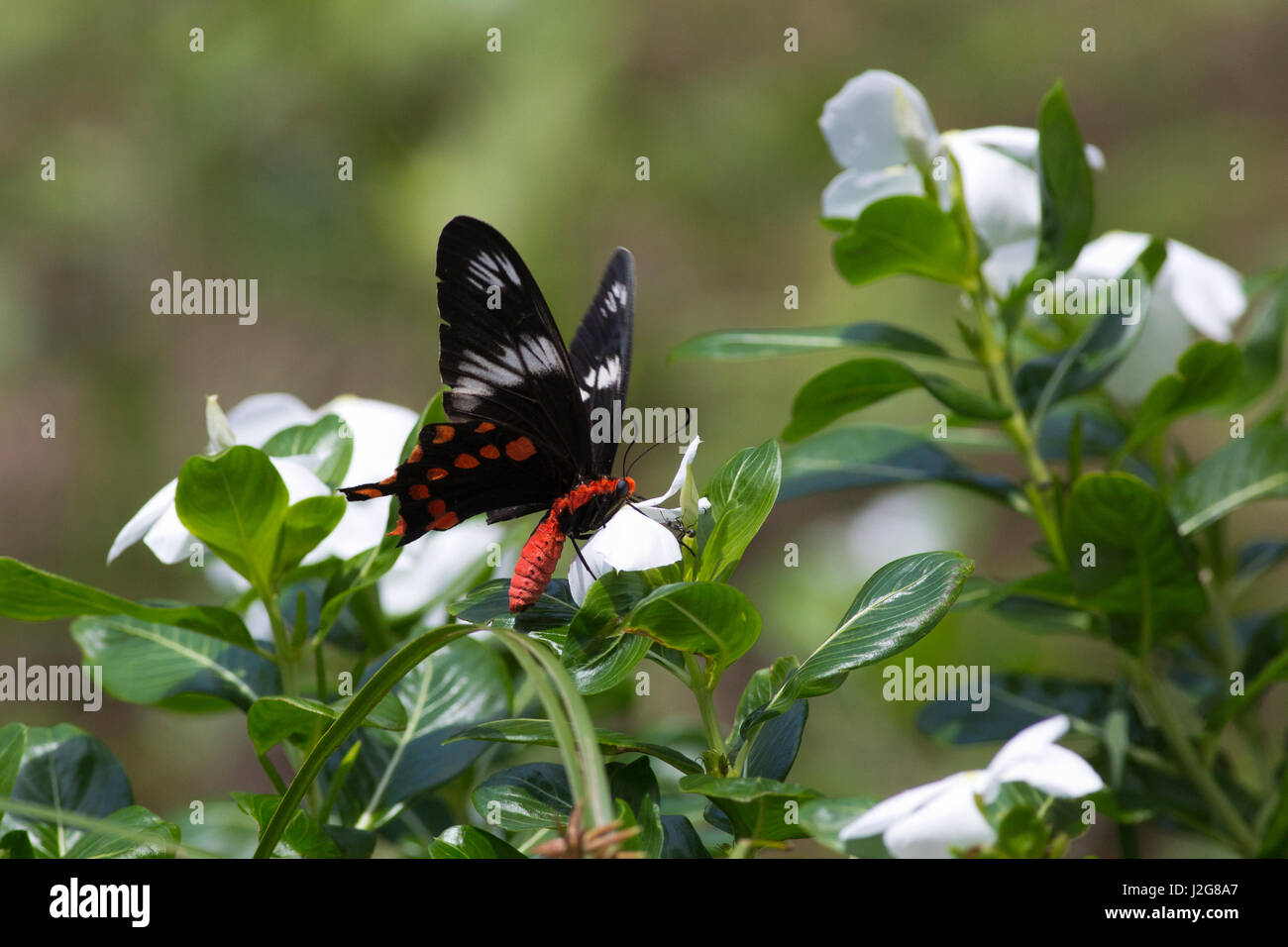 Un papillon se percher sur la fleur dans les Sundarbans, la plus grande ...