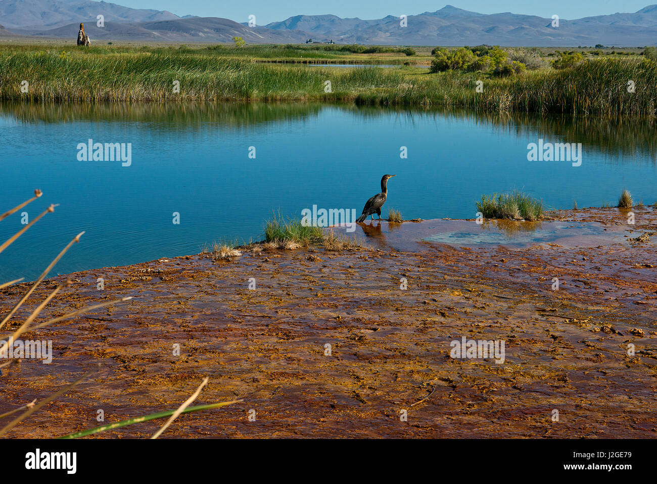 USA, Nevada, Gerlach, Fly Geyser Piscine sur Fly Ranch, Black Rock ...