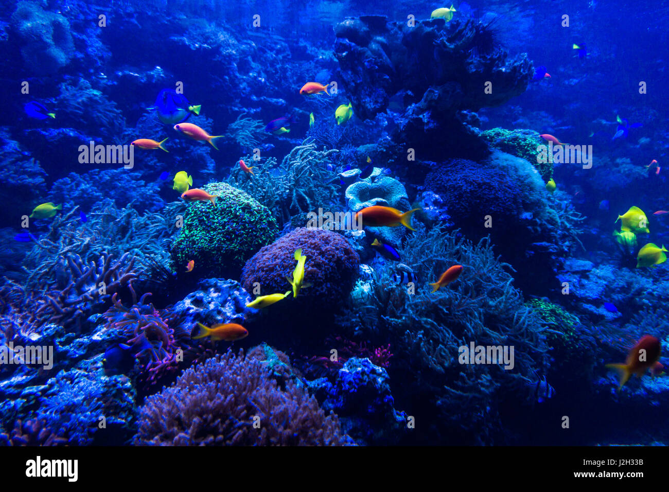 Poissons tropicaux rencontrez dans blue coral reef aquarium d'eau de ...
