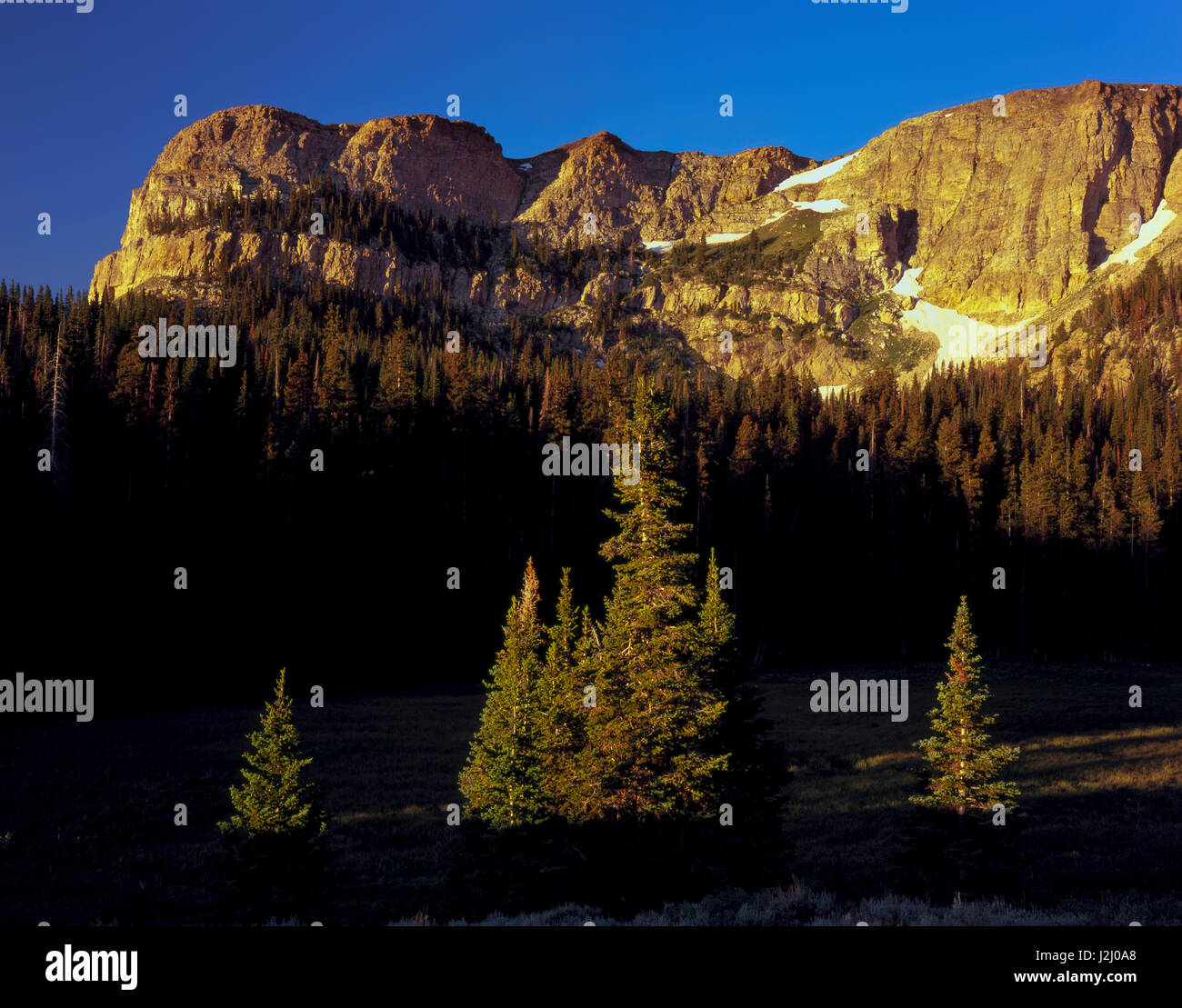 L'Utah. USA. Les conifères et les falaises au lever du soleil. Le ...