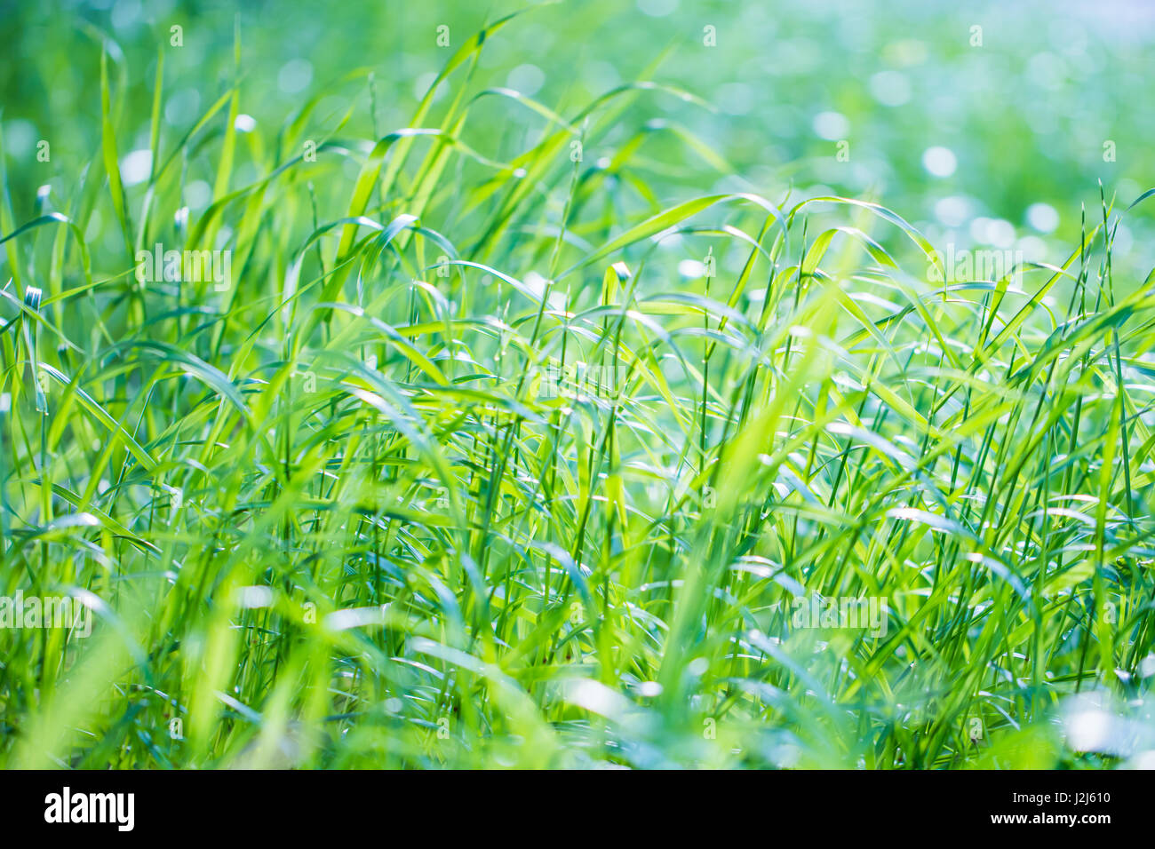 Fond d'herbe verte fraîche, photo gros plan d'un champ d'herbe juteuse ...