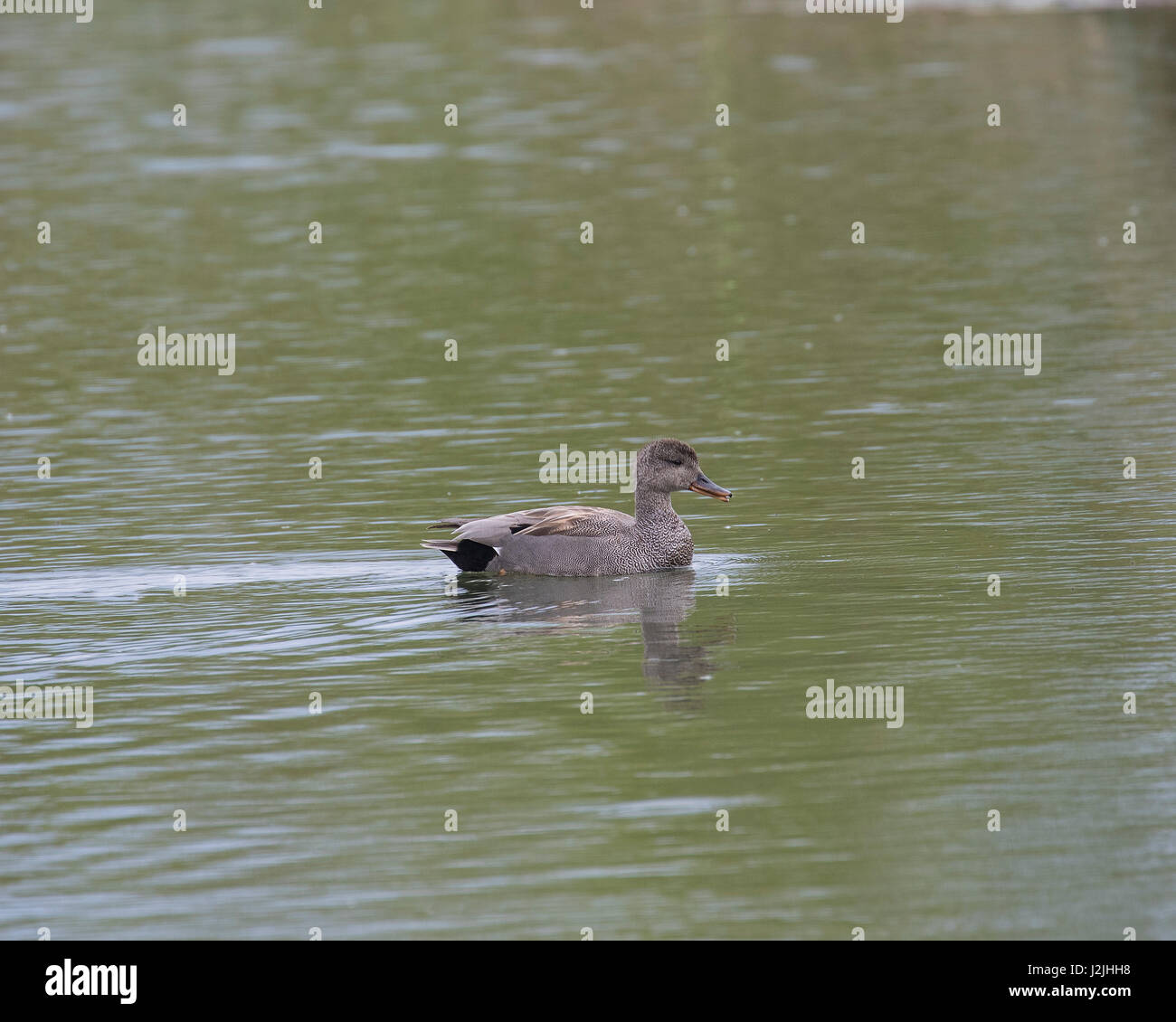 Canard chipeau femelle Banque de photographies et d’images à haute ...
