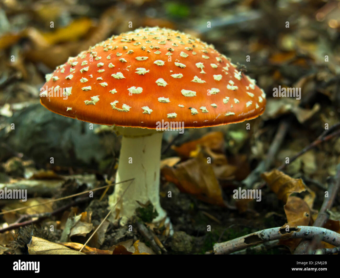 Belle et dangereuse de champignon rouge avec des taches blanches, est ...
