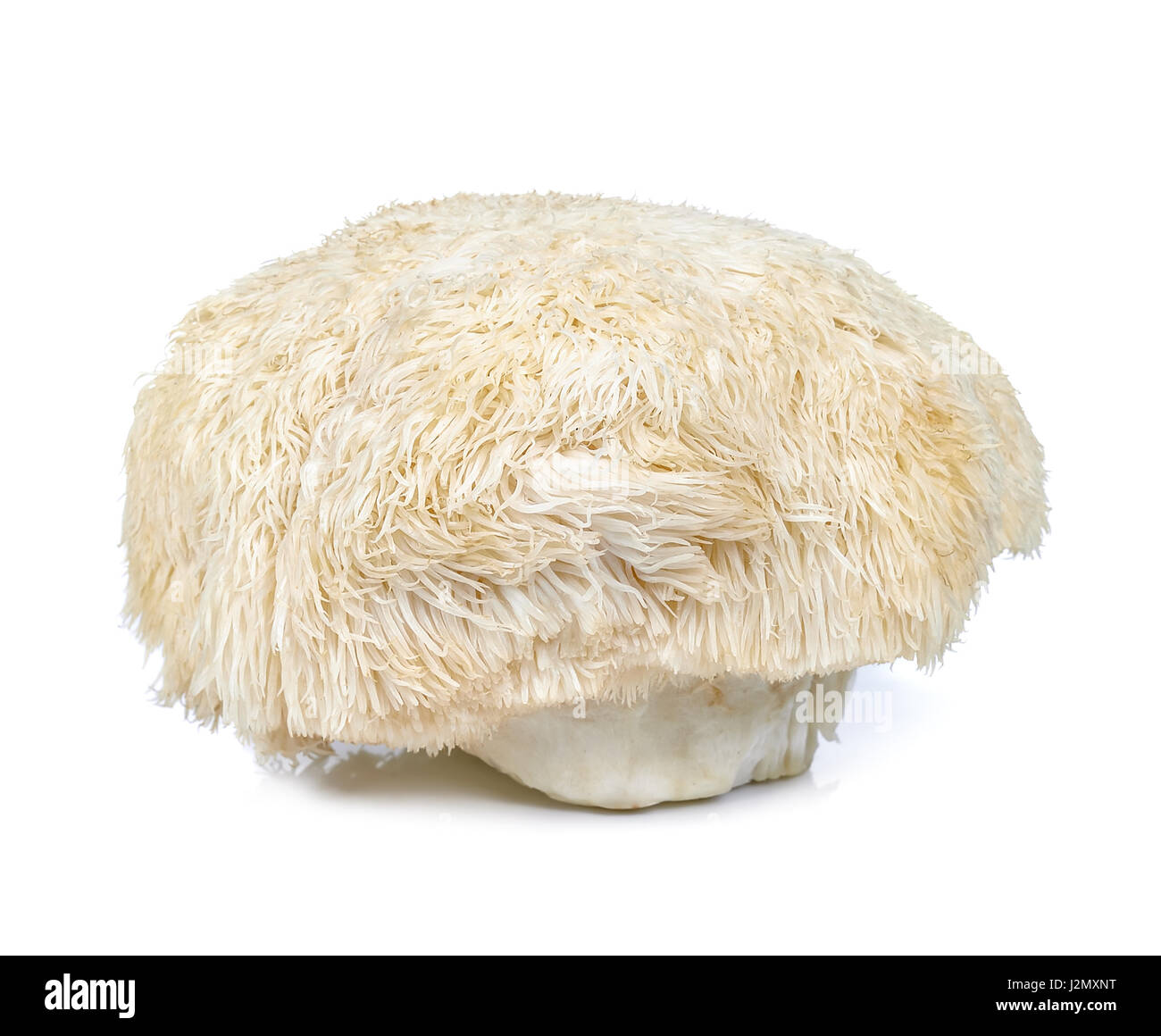 Crinière de lion champignon isolé sur fond blanc Photo Stock - Alamy