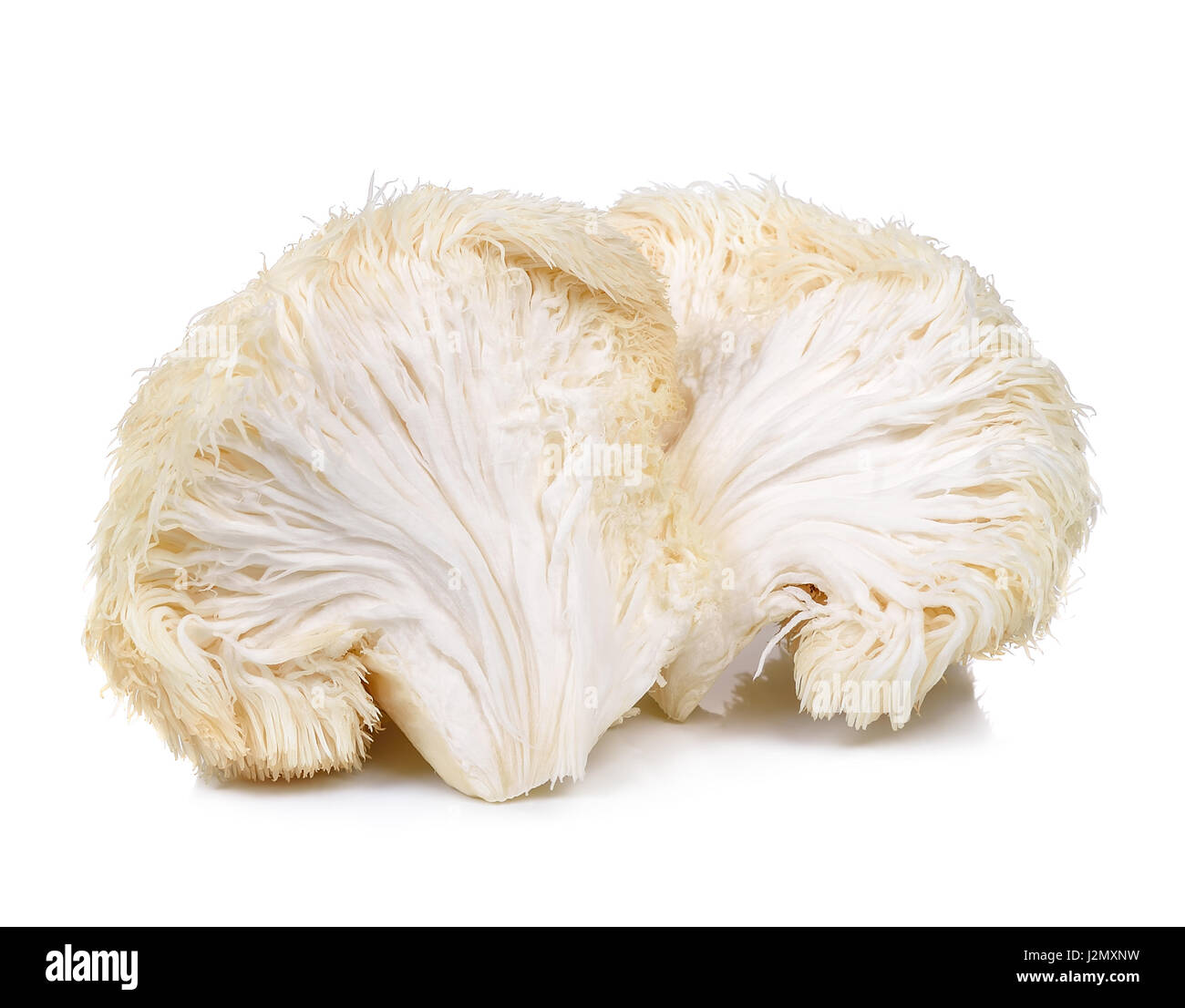 Crinière de lion champignon isolé sur fond blanc Photo Stock - Alamy