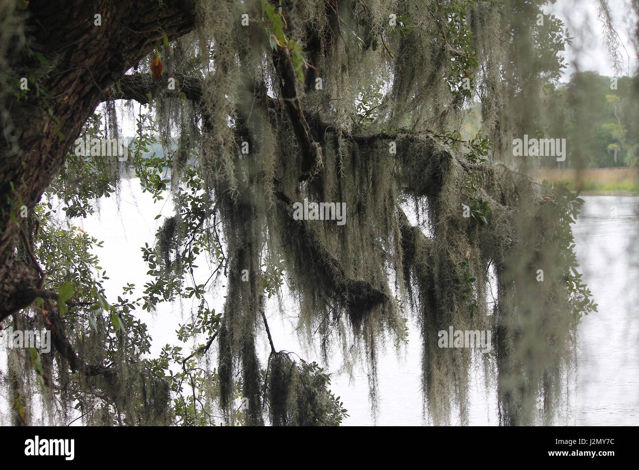 Weeping willow trees Banque de photographies et d’images à haute ...