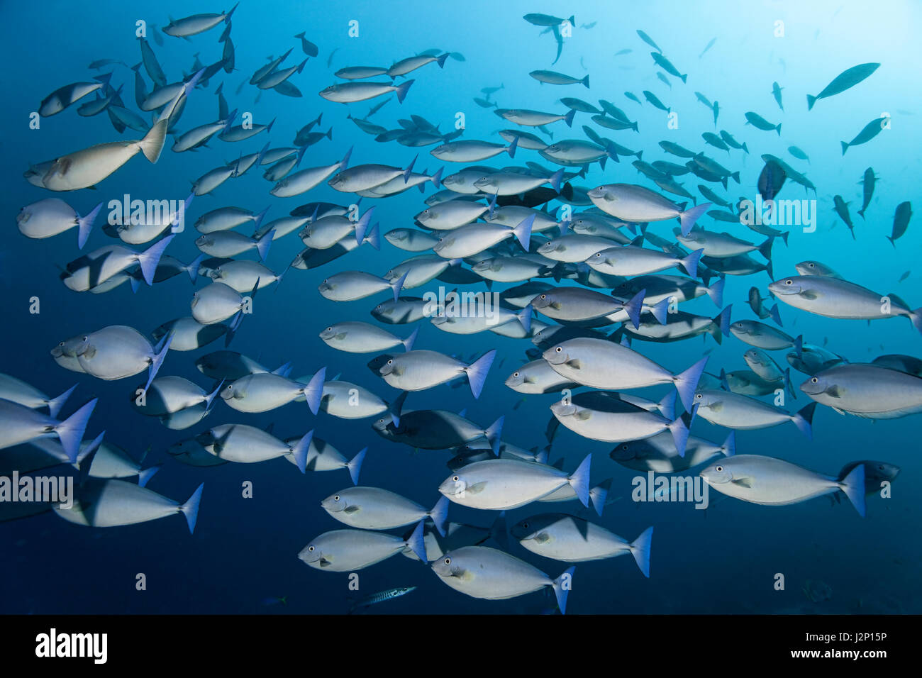 Les licornes bleu (caeruleacauda Naso), natation en mer ouverte, Raja ...