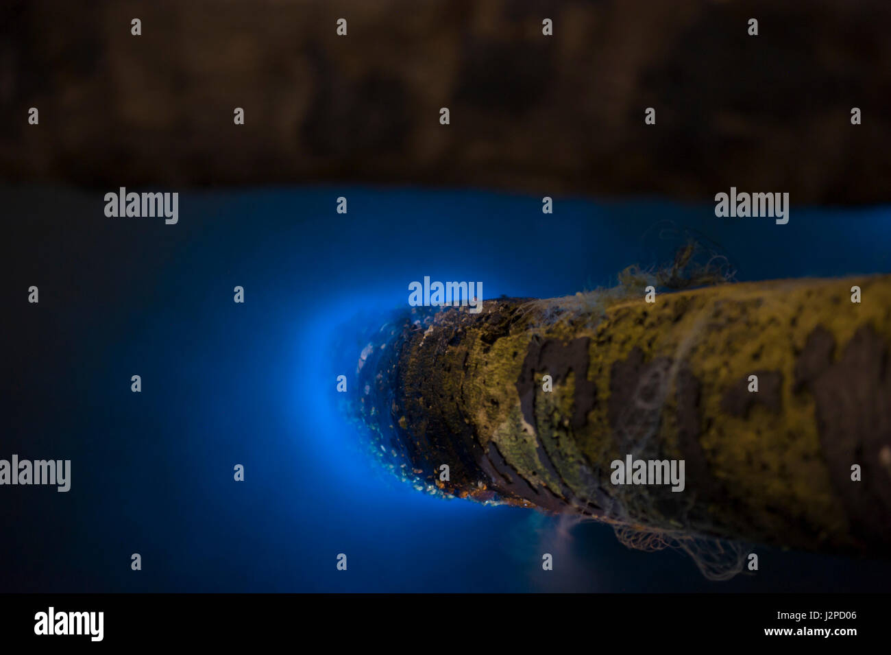 Le plancton marin Glow in the dark en Thaïlande, bioluminescence Photo ...