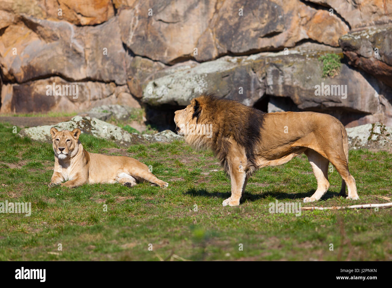 African lion mount Banque de photographies et d’images à haute ...