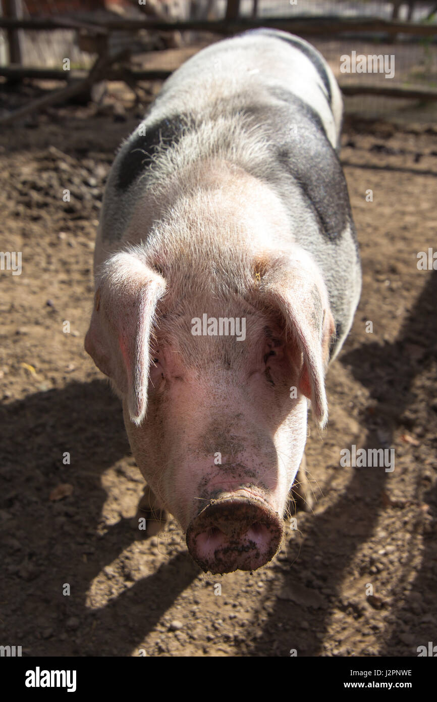 Race de porc allemande Banque de photographies et d’images à haute résolution - Alamy