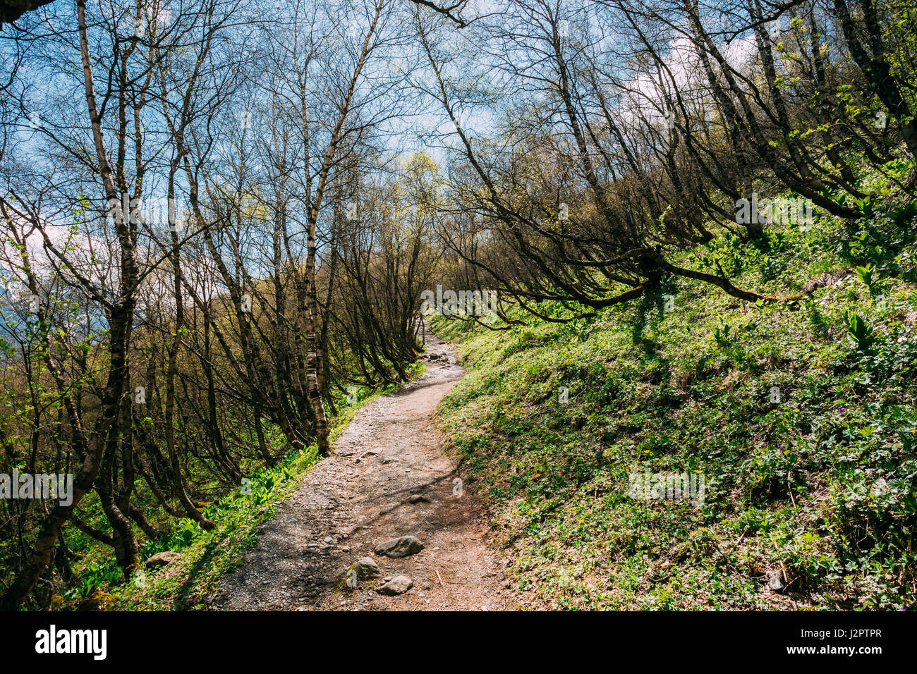 Chemin de la route des montagnes Route Lane sur une colline dans une ...