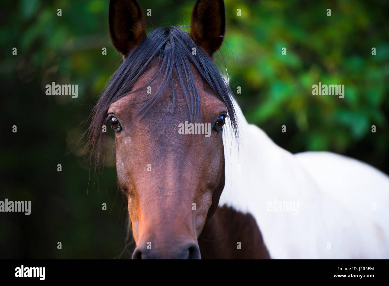 Croupe d'arbres Banque de photographies et d’images à haute résolution ...