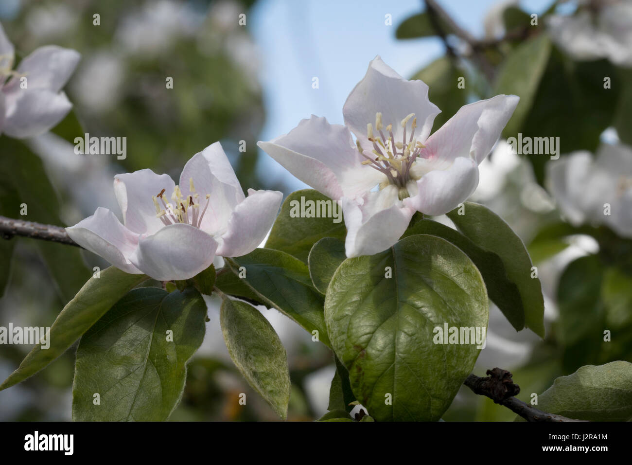 Promesse de fleurs Banque de photographies et d’images à haute ...
