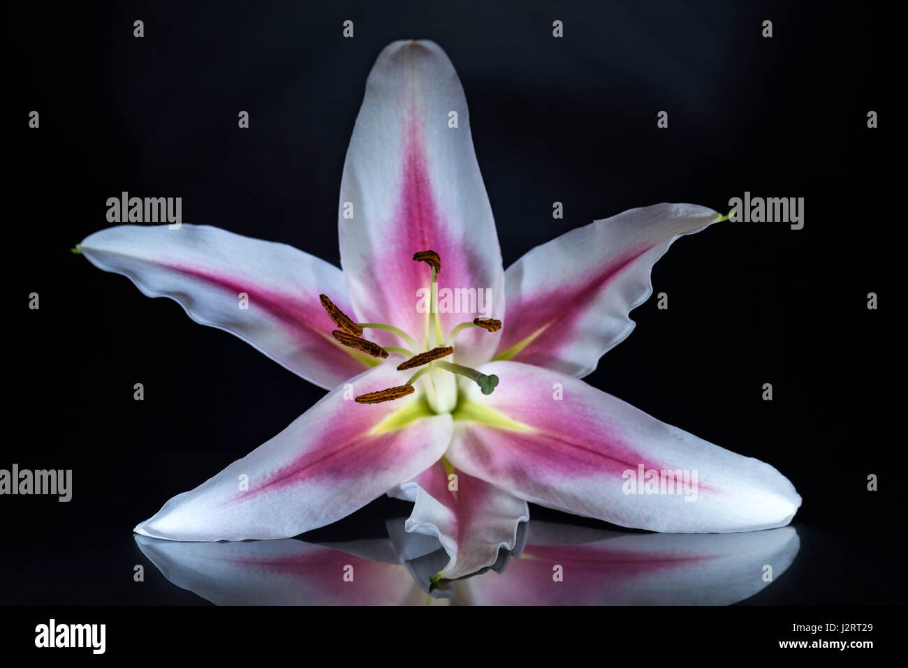 Fleur de lys sur fond noir Banque de photographies et d’images à haute résolution - Alamy