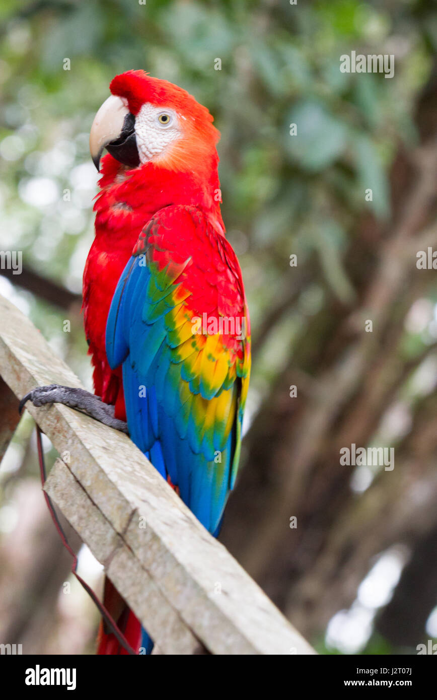 Le green-winged macaw, également connu comme le rouge et vert - grand ...