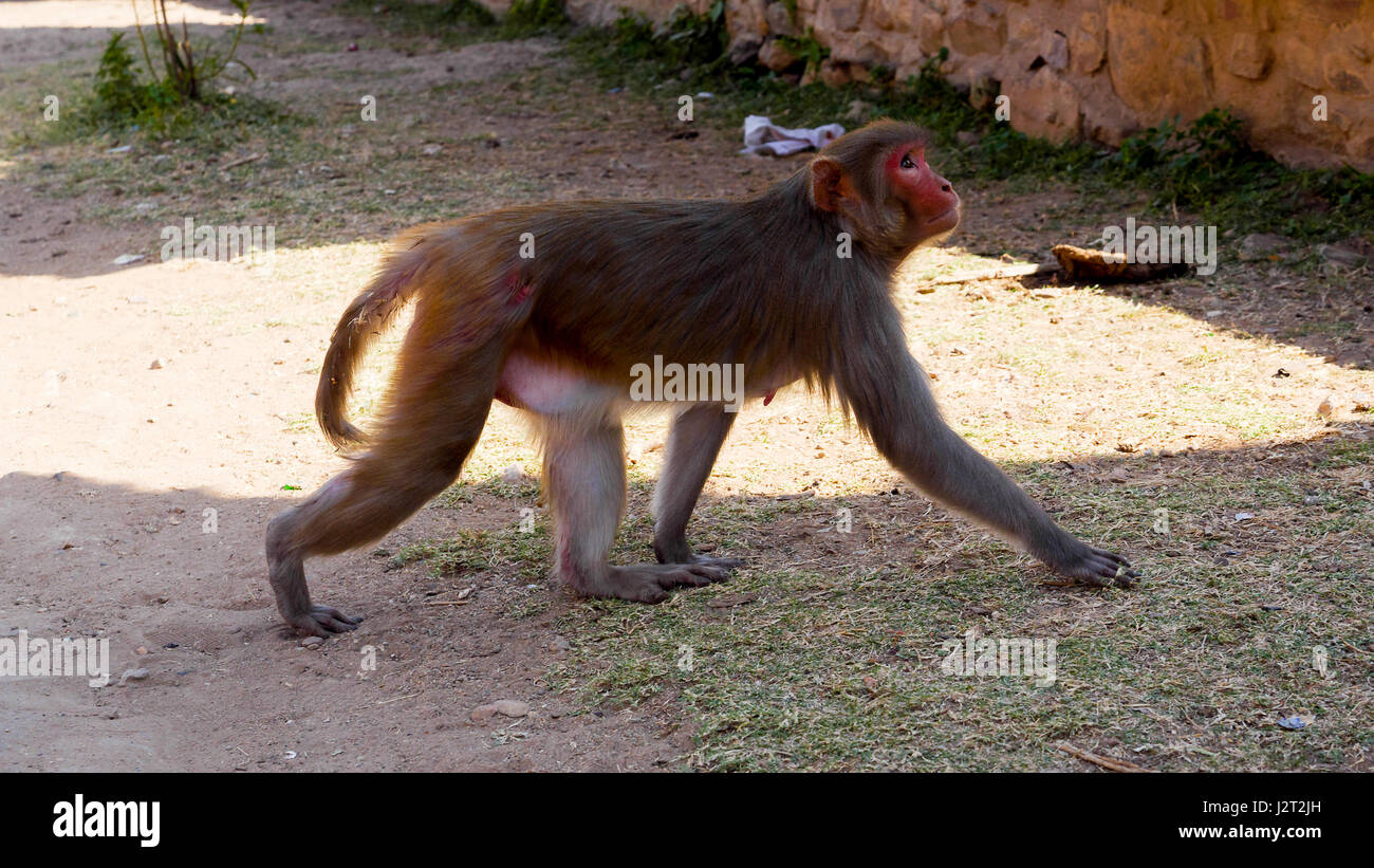Singe drôle Banque de photographies et d’images à haute résolution - Alamy