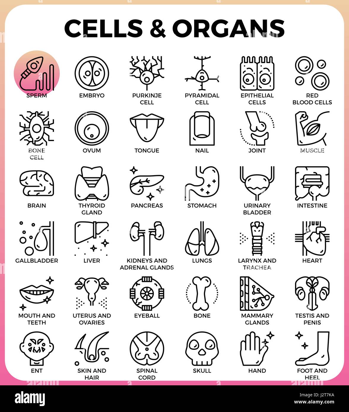 Concept les cellules et organes de ligne détaillé icons set dans l ...