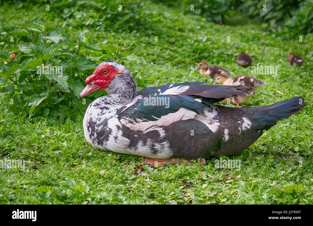 Gros canard Banque de photographies et d’images à haute résolution - Alamy