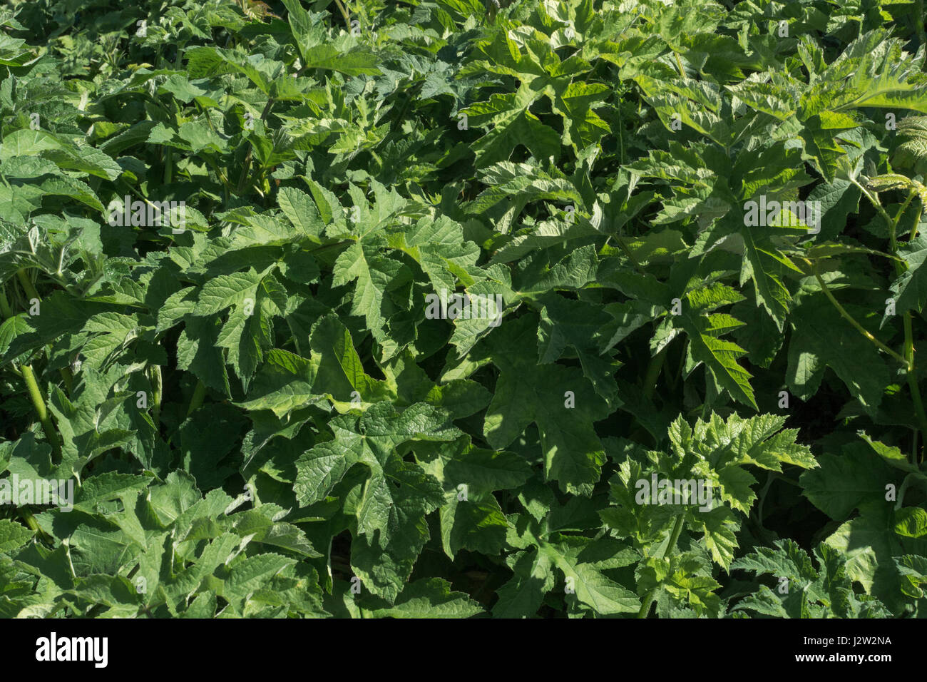/ Feuilles / feuilles de Berce du Caucase la berce laineuse Heracleum ...