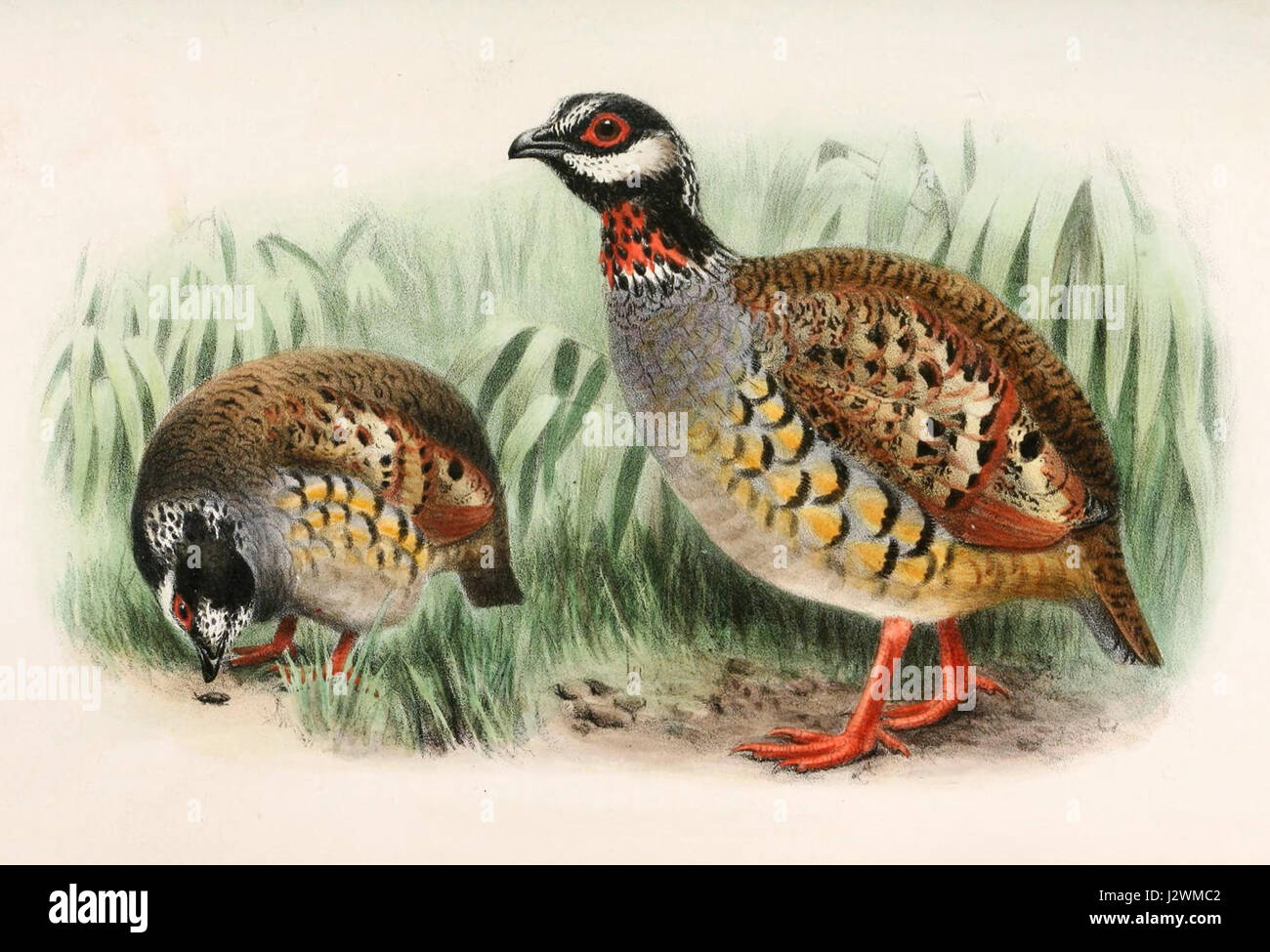 Arborophile campbelli Banque de photographies et d’images à haute ...