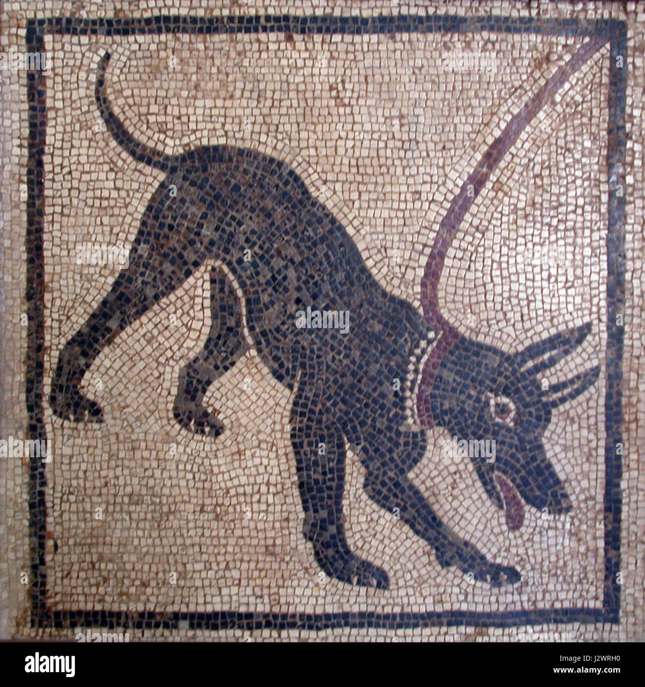 Cave canem Banque de photographies et d’images à haute résolution - Alamy