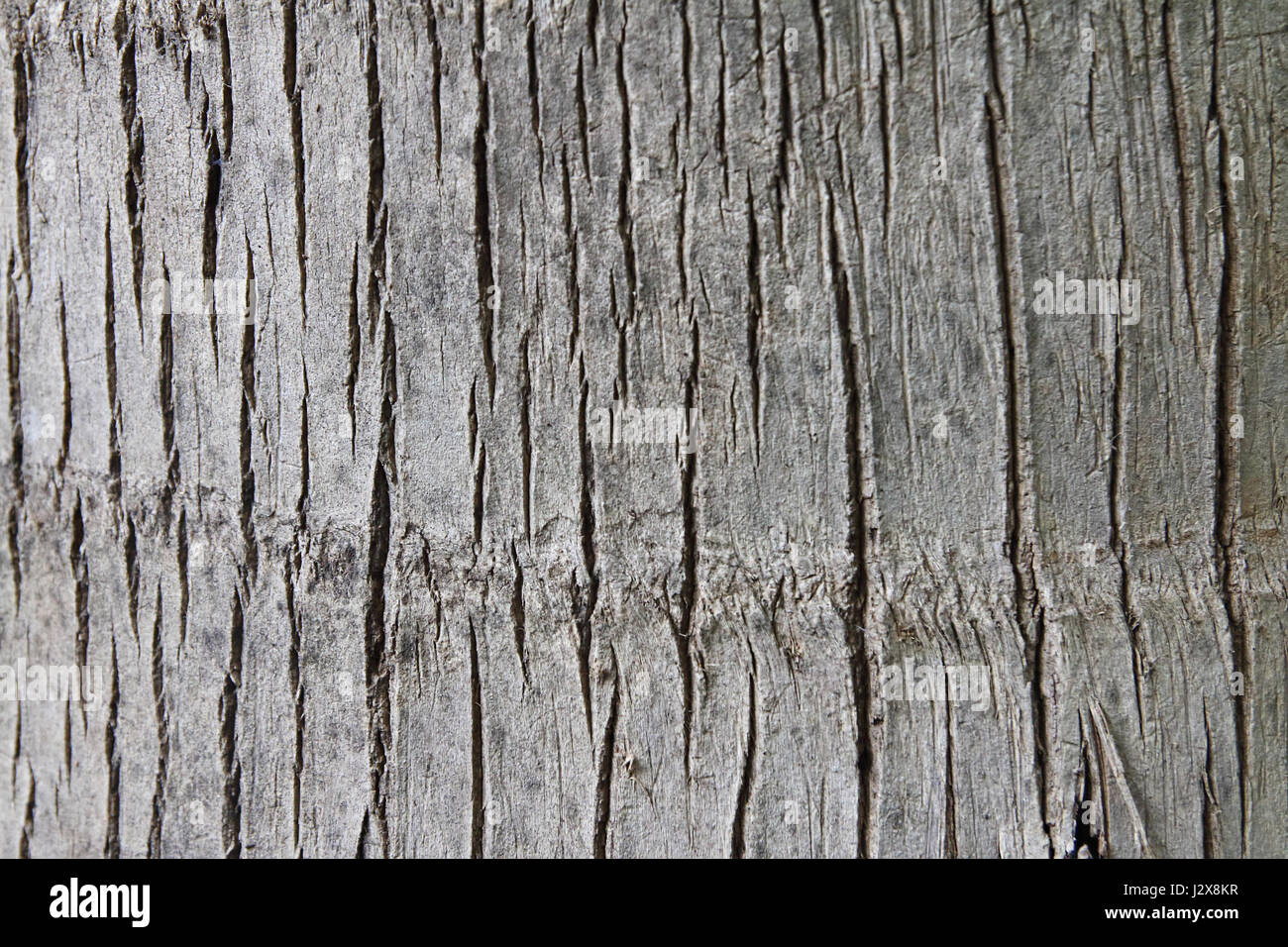Texture du bois de noix de coco Banque de photographies et d’images à ...
