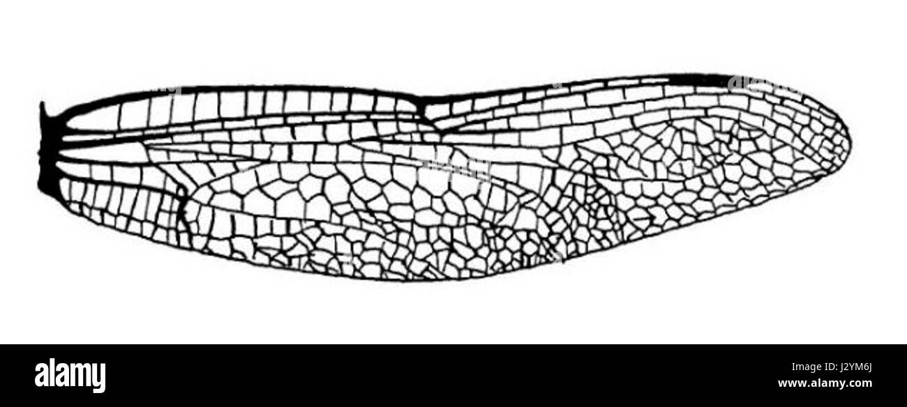 Libellule en vol Banque d'images noir et blanc - Alamy