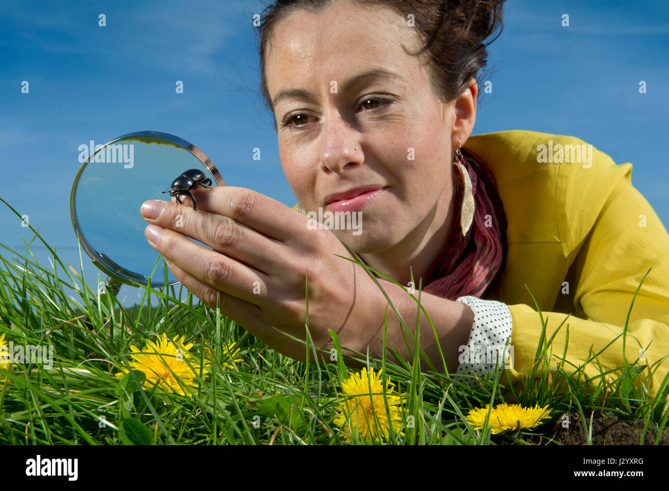 Le Dr Sarah Beynon entomologiste, avec British bousier (Geotrupes ...