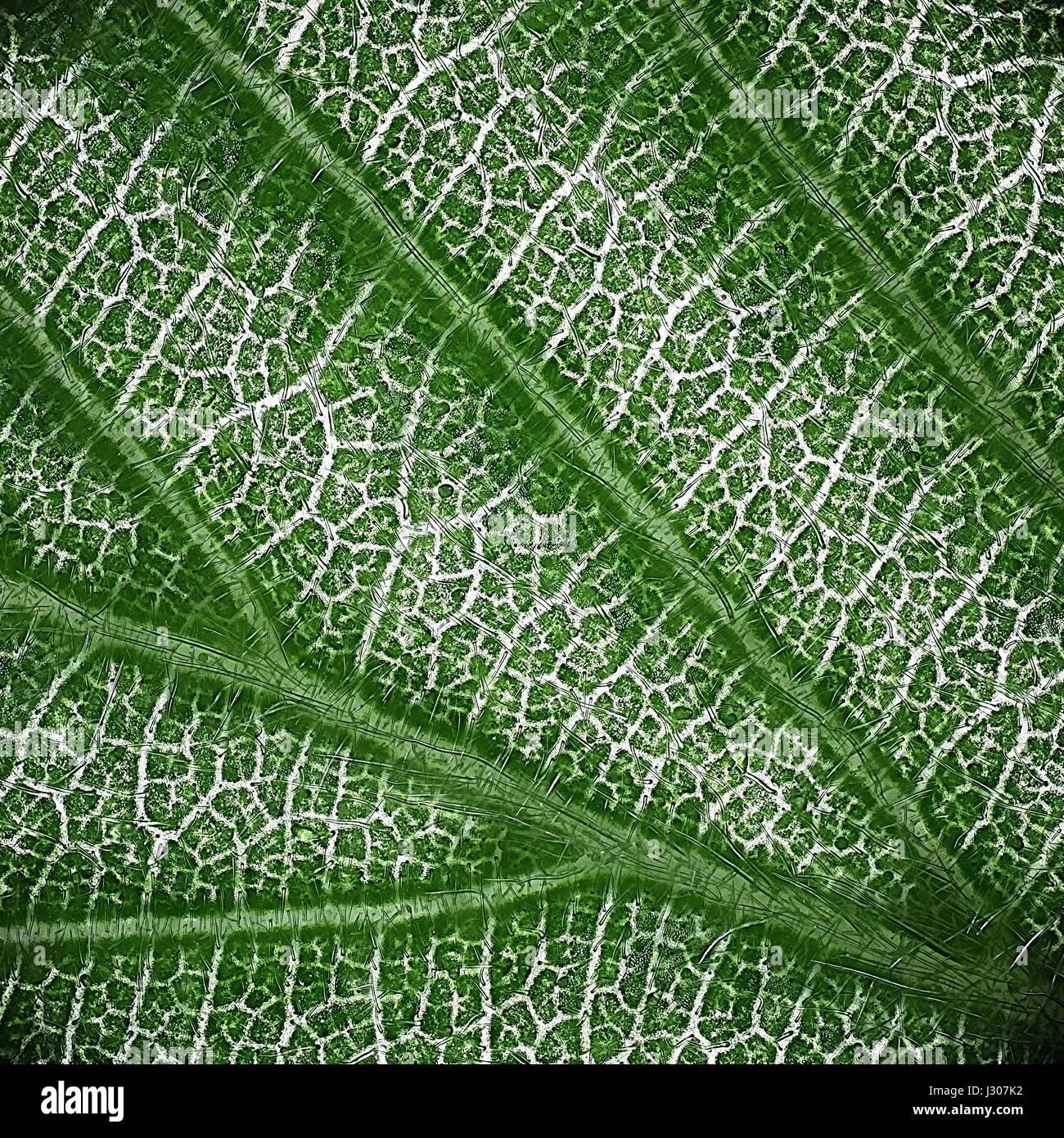 Corylus avellana microscope Banque de photographies et d’images à haute ...