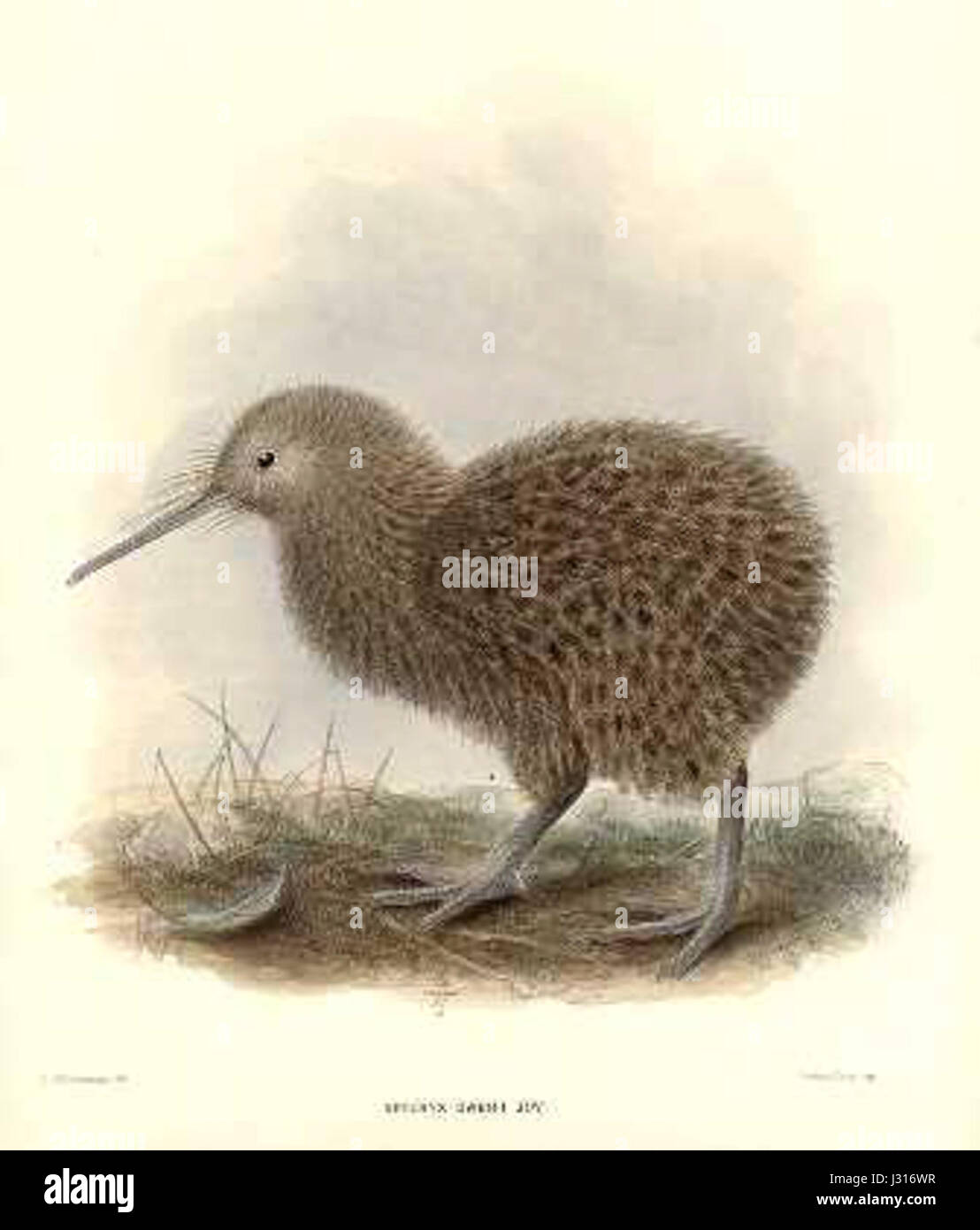 Apteryx owenii Banque de photographies et d’images à haute résolution ...