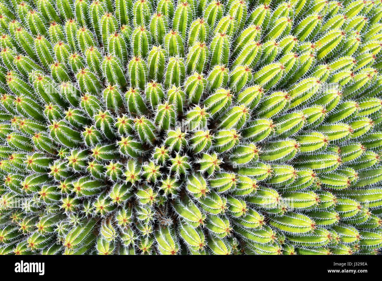 Euphorbia cactus Banque de photographies et d’images à haute résolution ...