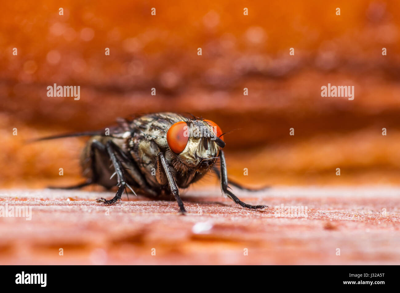 Insecte terrifiant Banque de photographies et d’images à haute ...
