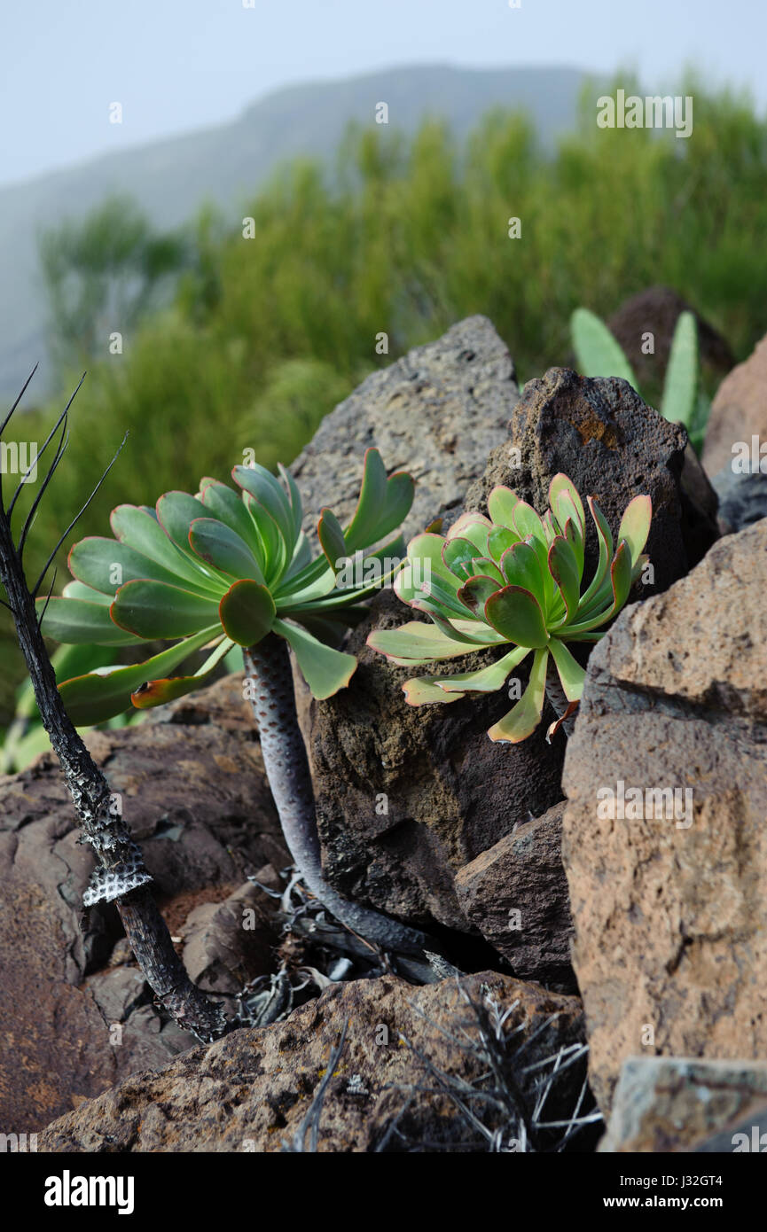 Belle plante Aeonium urbicum . C'est endémique à Tenerife, une des îles ...