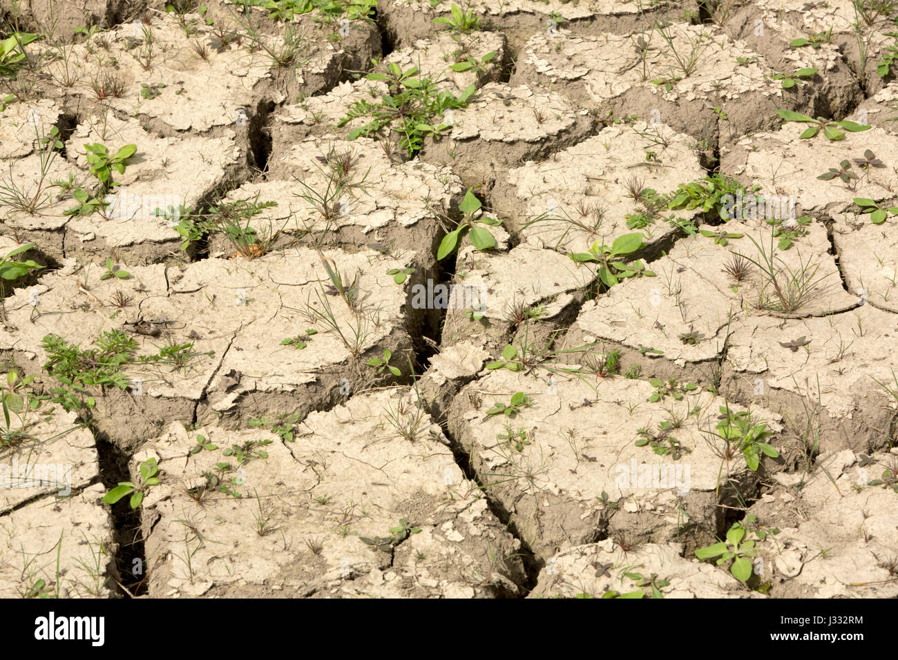 La sécheresse, le sol fissuré, sec, pas de pluie, d'une catastrophe ...
