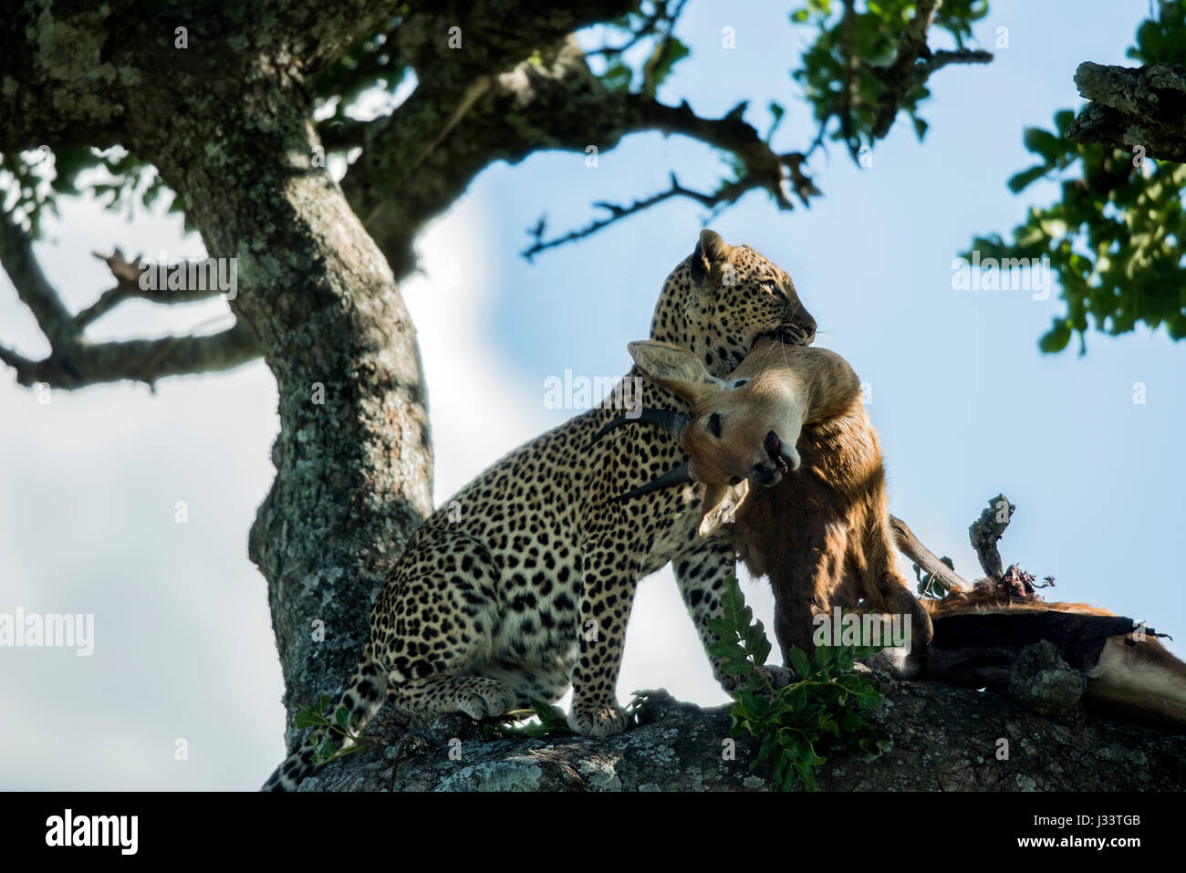 Leopard eating Banque de photographies et d’images à haute résolution ...
