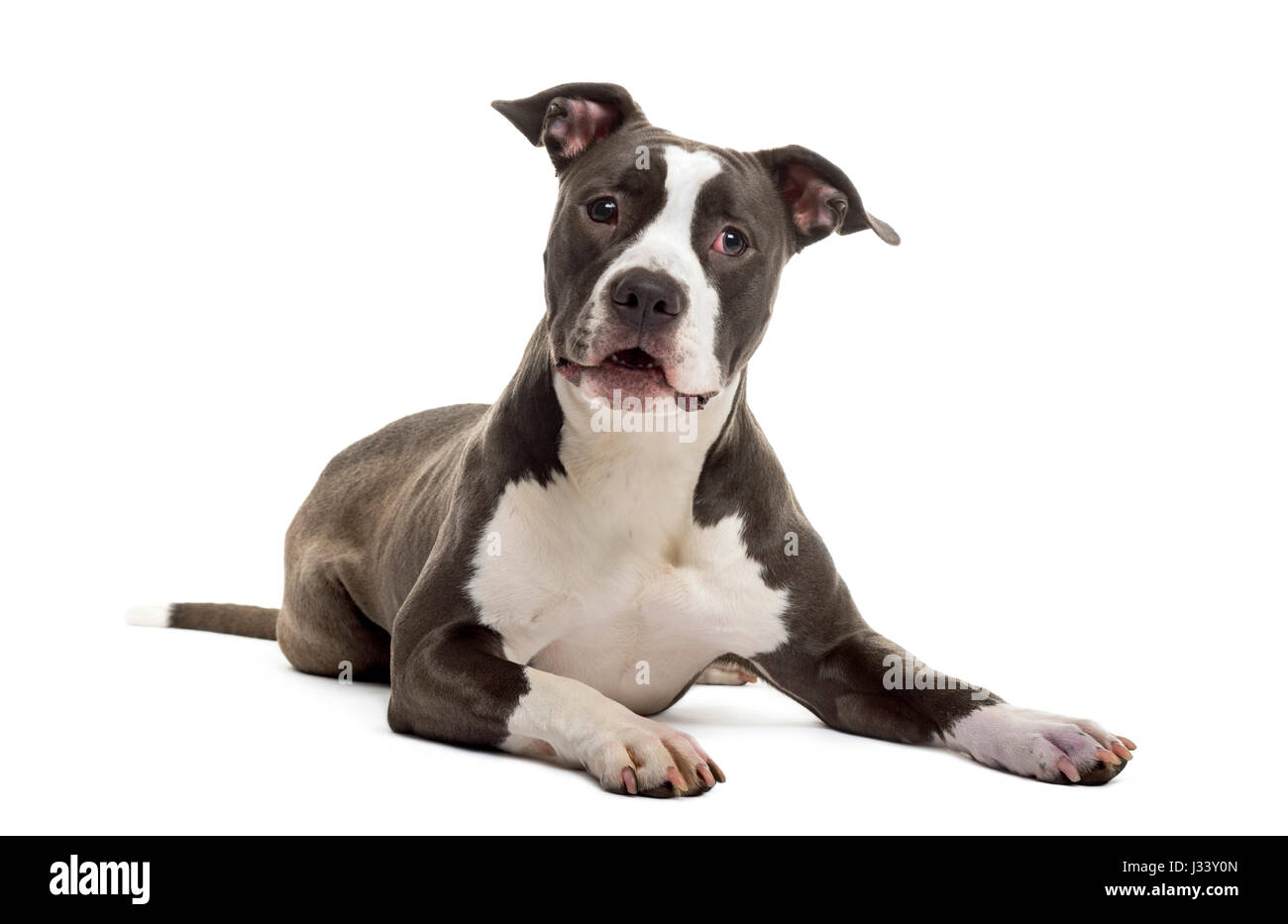 American staffordshire terrier lying on Banque de photographies et d ...