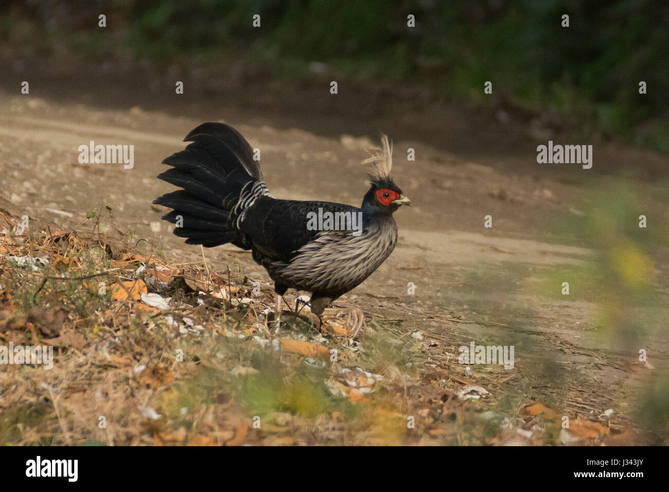 Kalij pheasant Banque de photographies et d’images à haute résolution ...