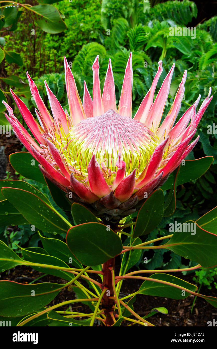Le Protea Protea King (photo:), la fleur nationale de l'Afrique du Sud ...
