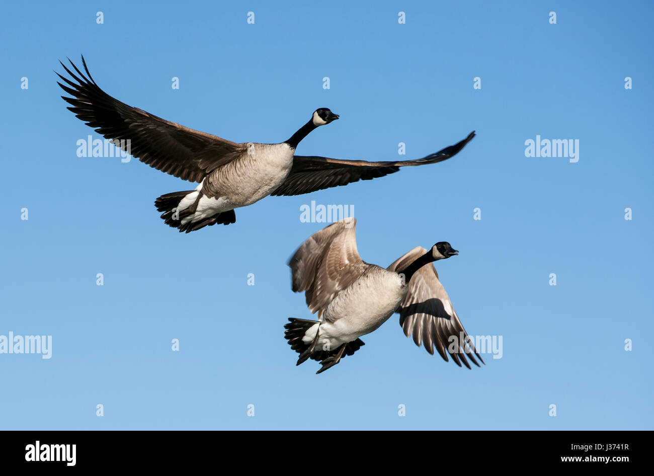Migration de la bernache du canada Banque de photographies et d’images ...
